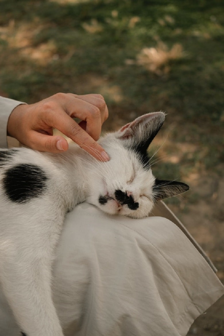 7 Tips For Raising An Affectionate Cat